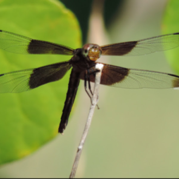 Widow Skimmer | Project Noah