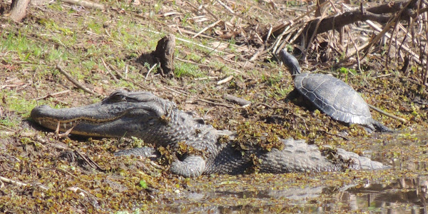 American alligator | Project Noah