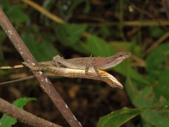 Anole lizards | Project Noah