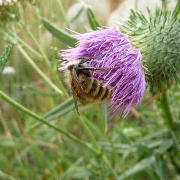 Thistle | Project Noah