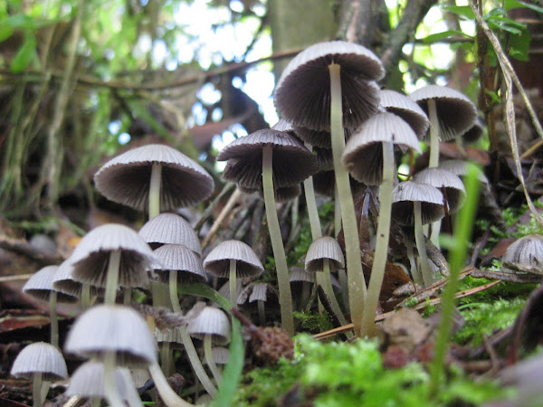 Fairies Bonnets | Project Noah