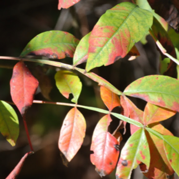 Winged Sumac, Shining sumac, Flameleaf sumac, Mountain sumac, Dwarf ...