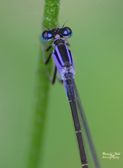 Damselfly | Project Noah