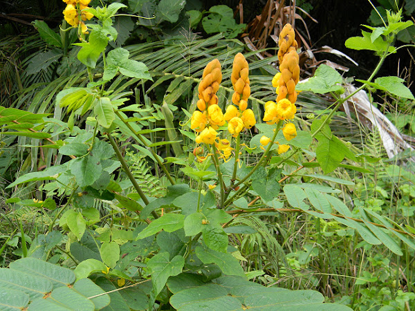 candle bush, empress candle plant, ringworm tree, et al | Project Noah