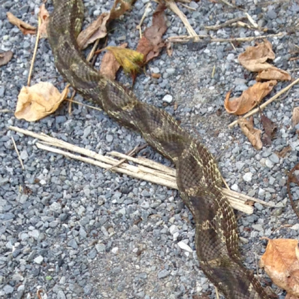Gray ratsnake | Project Noah