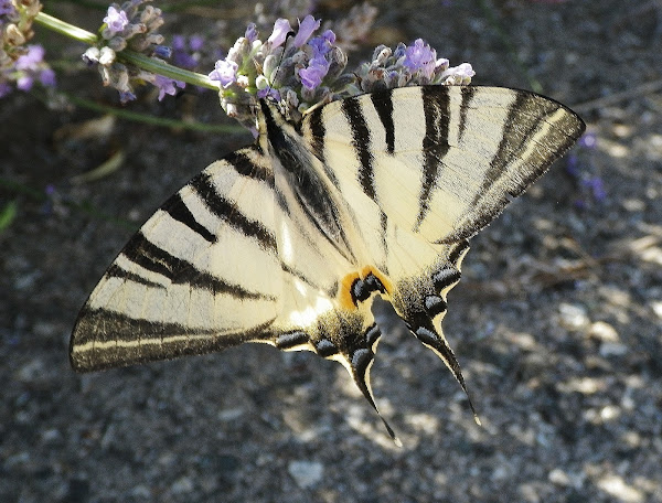Scarce Swallowtail, prugasto jedarce | Project Noah