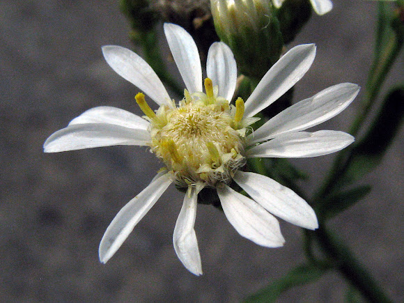Narrow-leaved Aster | Project Noah