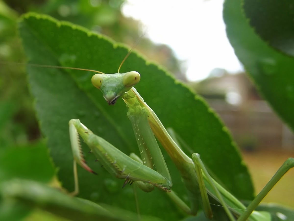 False Garden Mantid | Project Noah