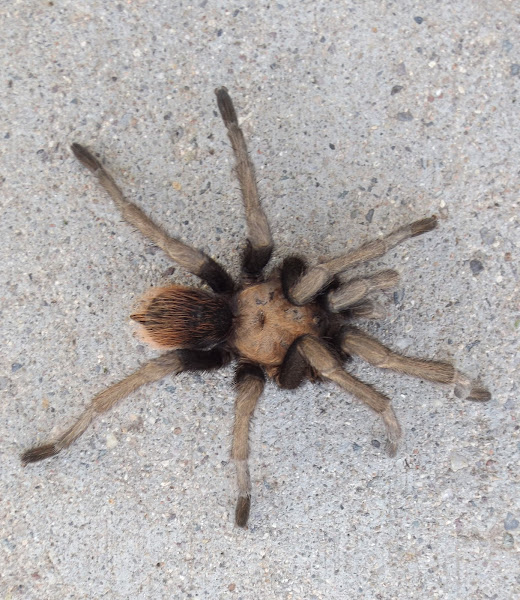 Arizona Blond Tarantula | Project Noah