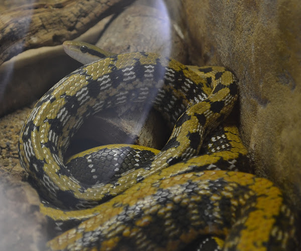 Beauty Rat Snake | Project Noah