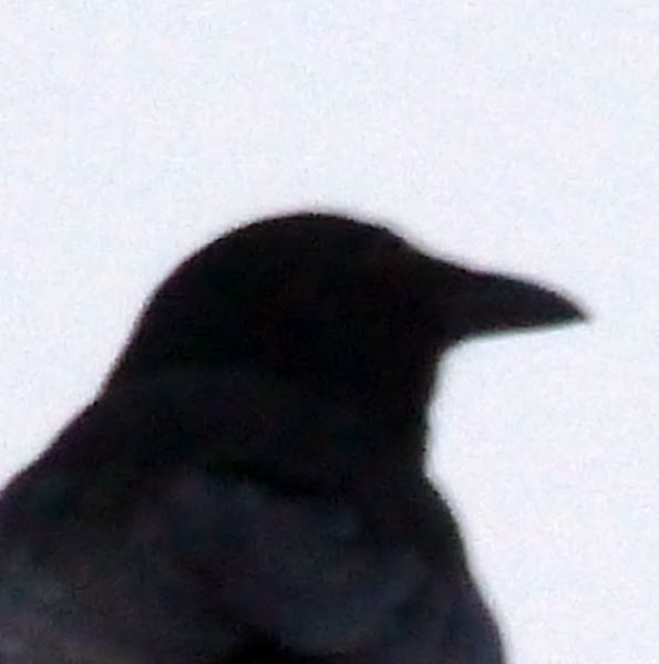 Fish Crow | Project Noah