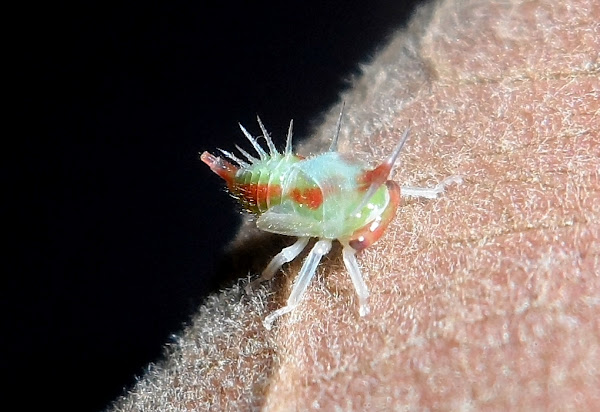 Treehopper nymph (Pós-ecdise) | Project Noah