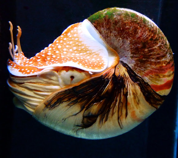 Chambered nautilus | Project Noah