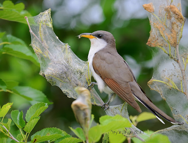 yellow billed cuckoo | Project Noah