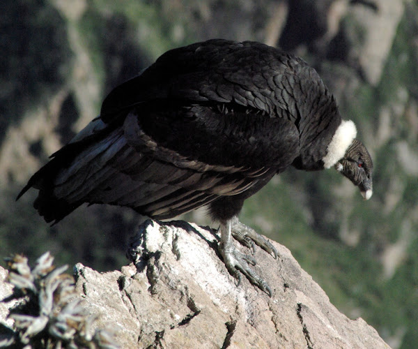 Andean Condor | Project Noah
