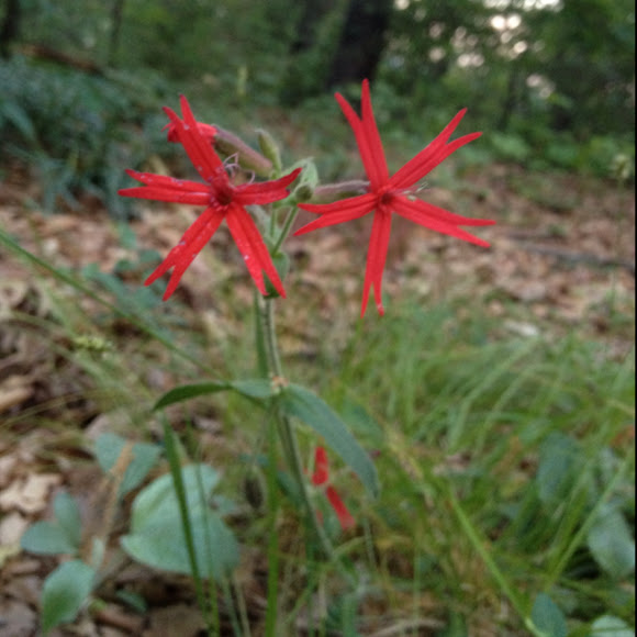 Fire Pink/Scarlet Catchfly | Project Noah
