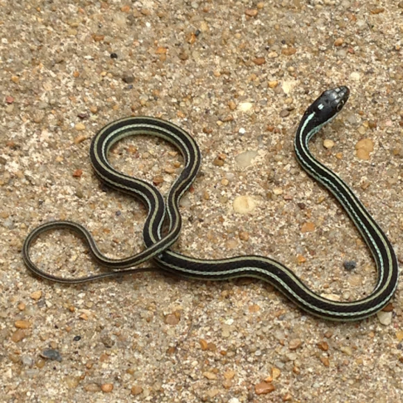 Western Ribbon Snake | Project Noah