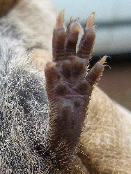 Vlei Rat | Project Noah