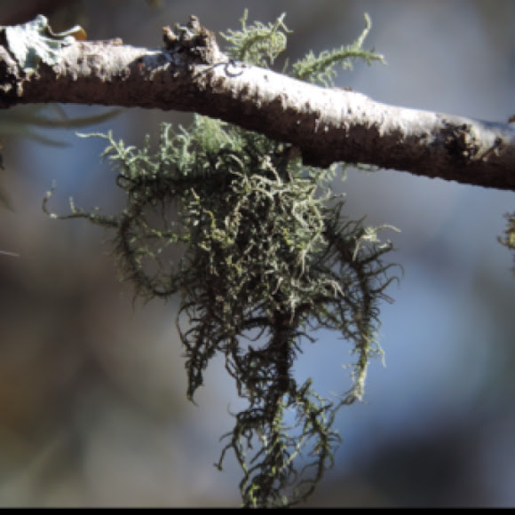 Hanging Lichen | Project Noah