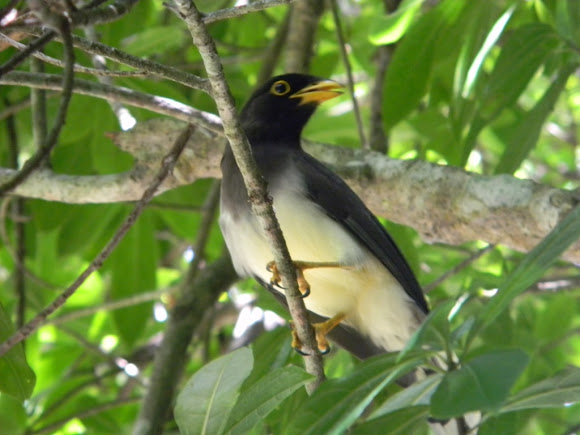 chara papán - Brown Jay | Project Noah