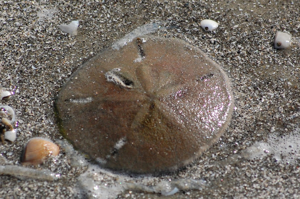 Keyhole sand dollar | Project Noah