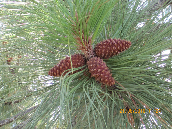 Pine tree | Project Noah