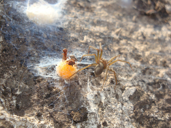 Araña reclusa parda | Project Noah