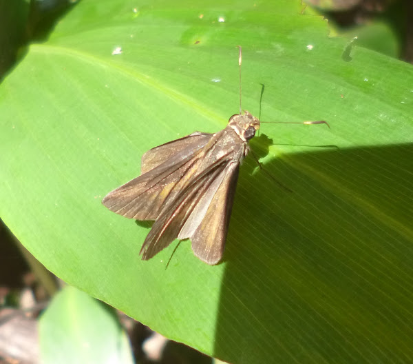 Skipper Butterfly | Project Noah