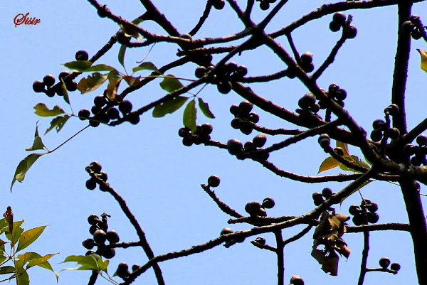 Cotton tree or Semal | Project Noah