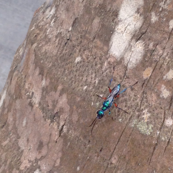 Emerald Cockroach Wasp | Project Noah
