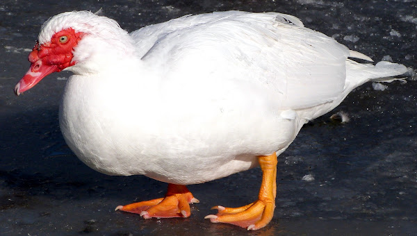 Moscovy Duck | Project Noah