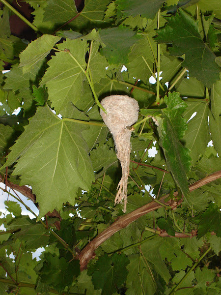 Grey Fantail - nest building | Project Noah