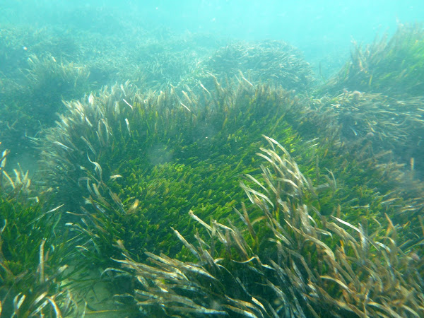 Mediterranean tapeweed. Posidonia | Project Noah