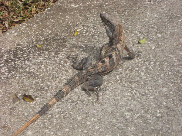 Black Ctenosaur | Project Noah