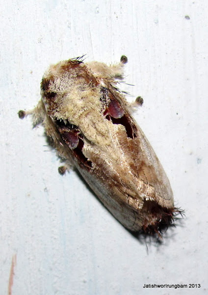 Limacodidae | Project Noah