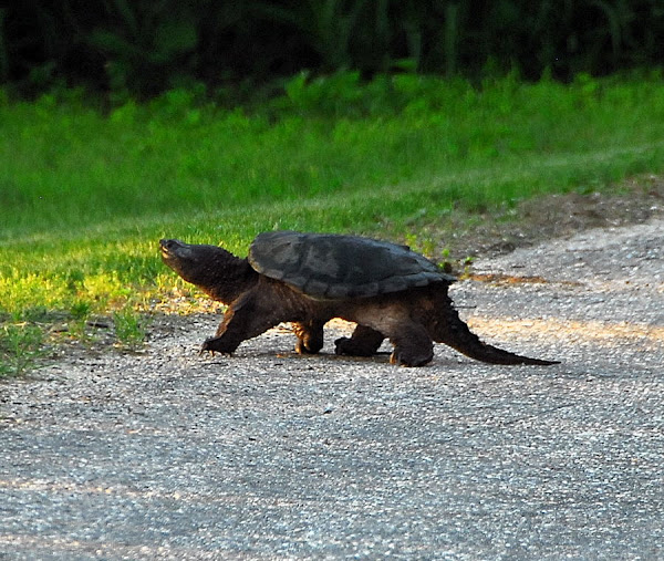 Common Snapping Turtle | Project Noah