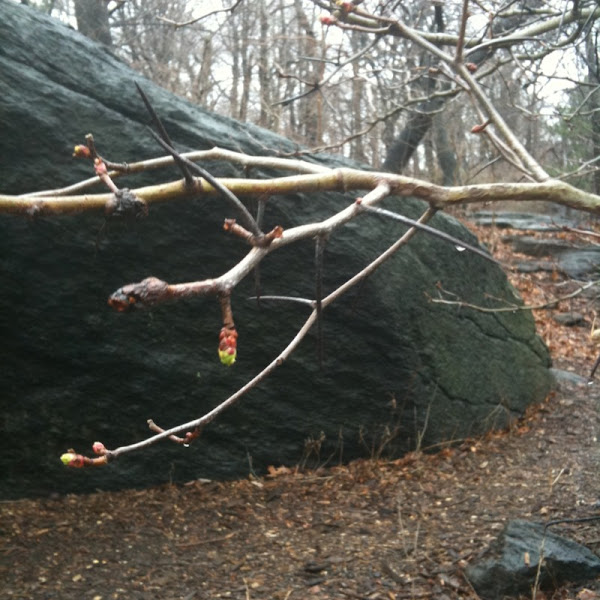 Small oak tree | Project Noah
