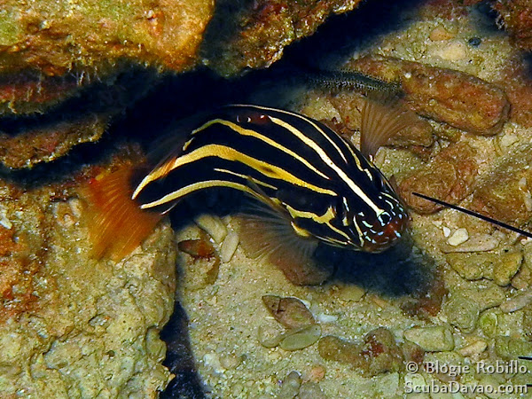 Six-lined Soapfish | Project Noah