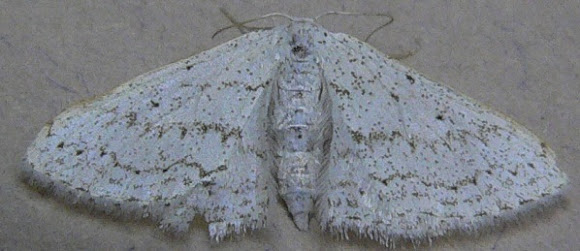 Dot-lined Wave Moth | Project Noah