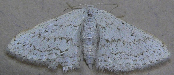 Dot-lined Wave Moth | Project Noah