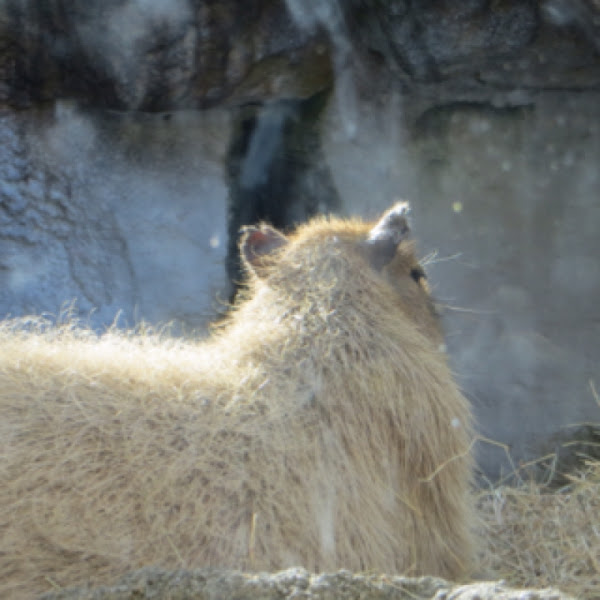 Capybara | Project Noah