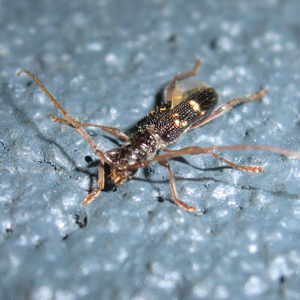 Eucalyptus Longhorned Borer | Project Noah