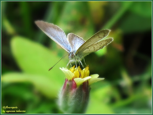 Lesser Grass Blue Butterfly | Project Noah