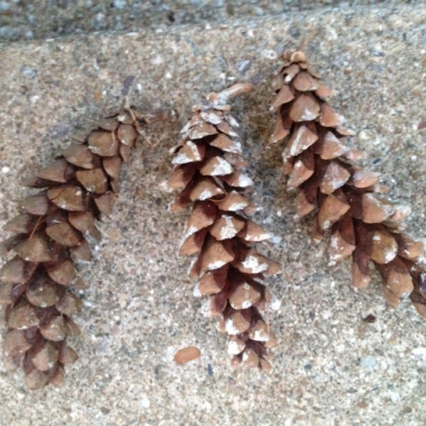 White Pine (eastern) | Project Noah