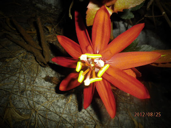 Red Passion Fruit Flower Project Noah