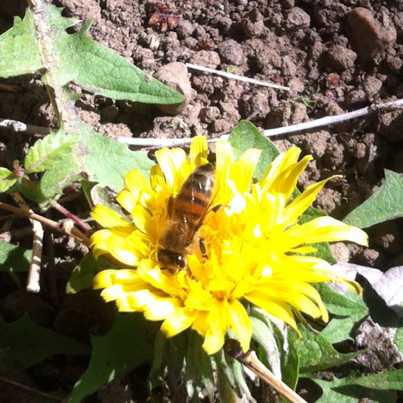 honey bee | Project Noah