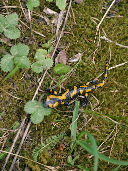 Salamandra škvrnitá | Project Noah