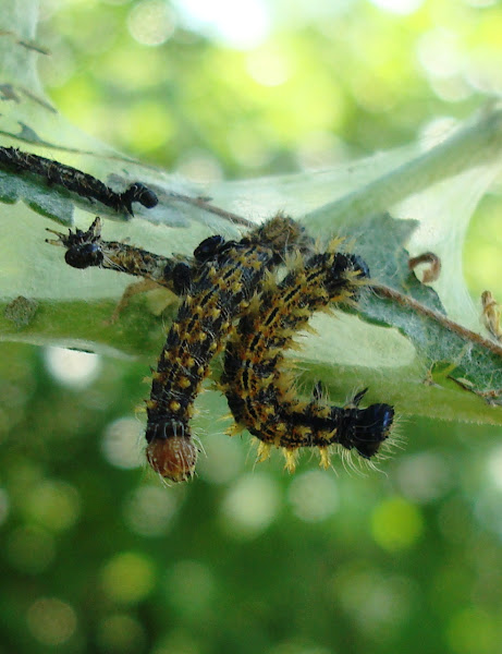 Large Tortoiseshell Caterpillars / Veliki koprivar (gusjenice ...