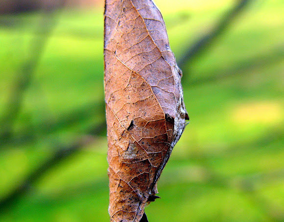 Moth Cocoon