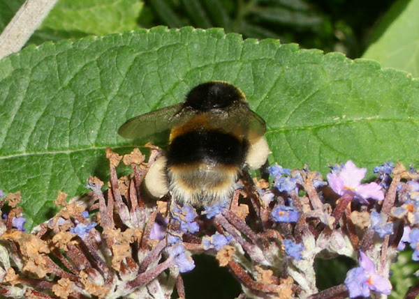 Buff-tailed Bumble Bee | Project Noah